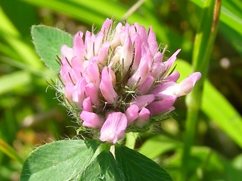 Blue Jay Barrens: Common Farm Plants