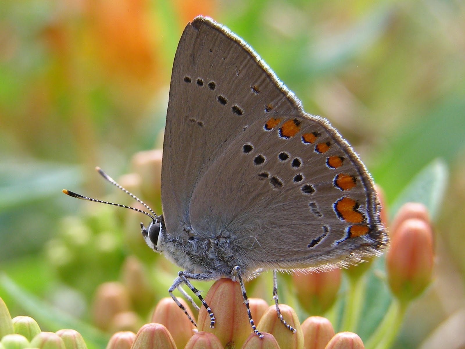Blue Jay Barrens: Hairstreaks