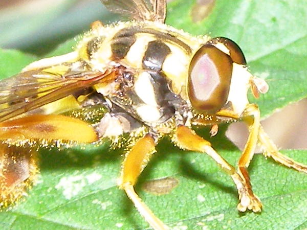 Blue Jay Barrens: Yellowjacket Hover Fly