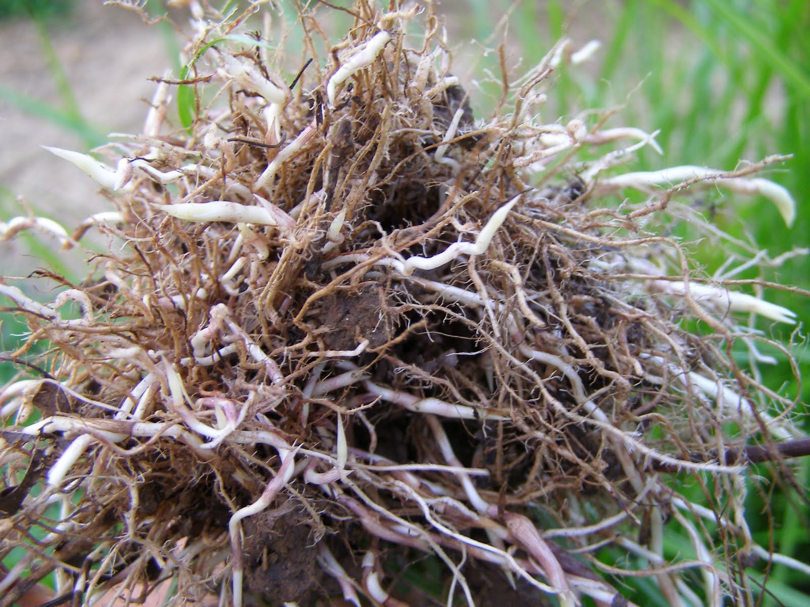 Blue Jay Barrens: Yellow Nutsedge