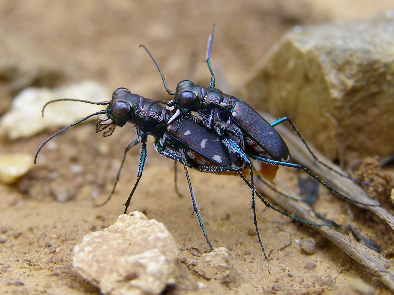Blue Jay Barrens Beetle