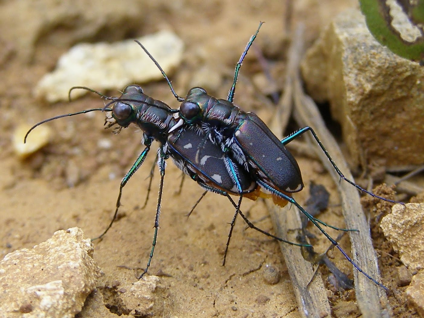 Blue Jay Barrens Beetle