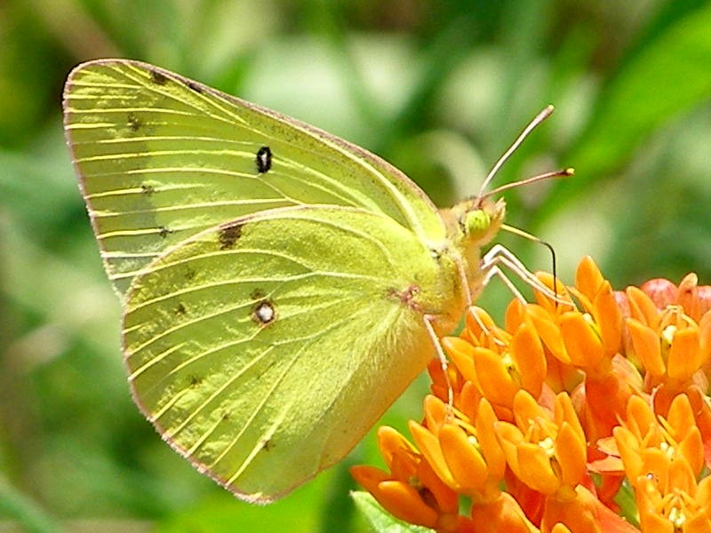 Blue Jay Barrens: Clouded Sulphur Butterflies