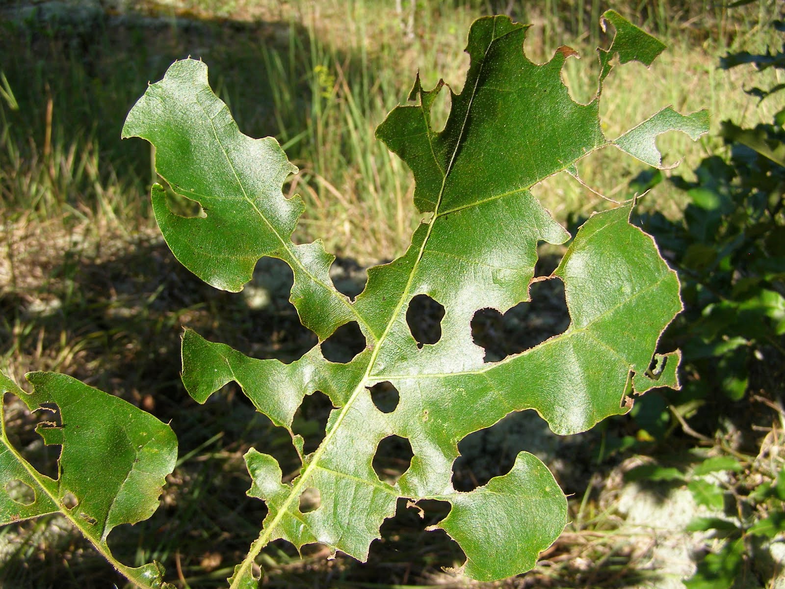 Blue Jay Barrens: Chewed Oak Leaves