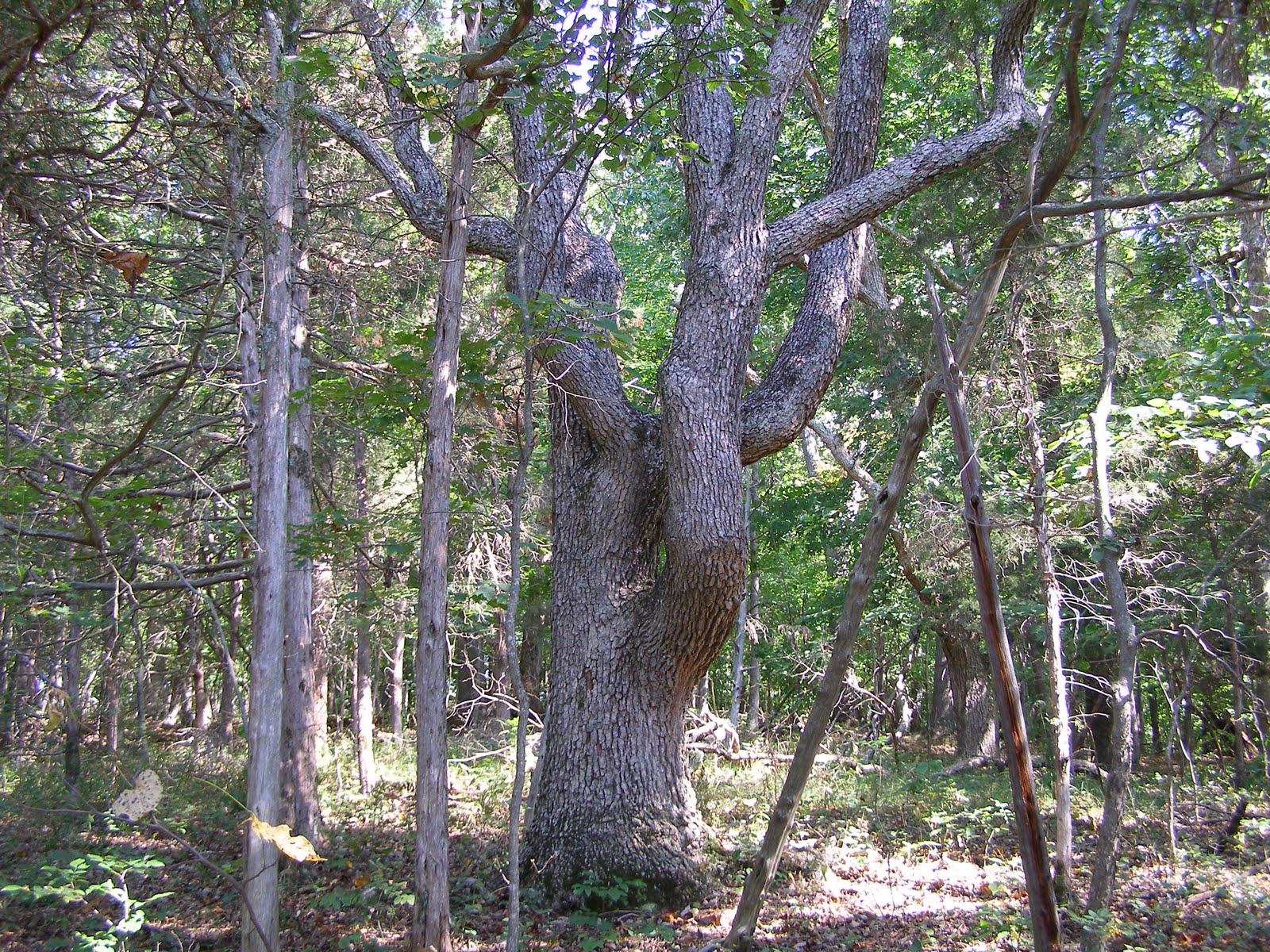 Blue Jay Barrens: Big Sprawling Oak