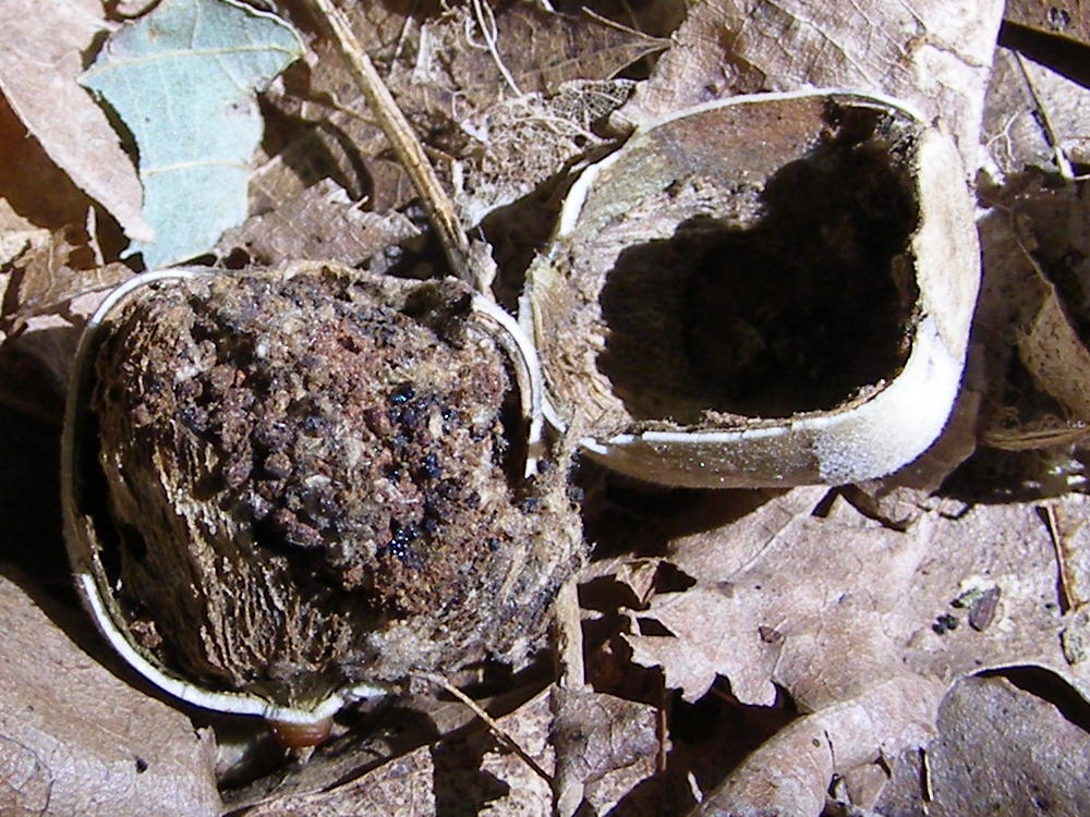 Blue Jay Barrens: Acorn Moth Larva