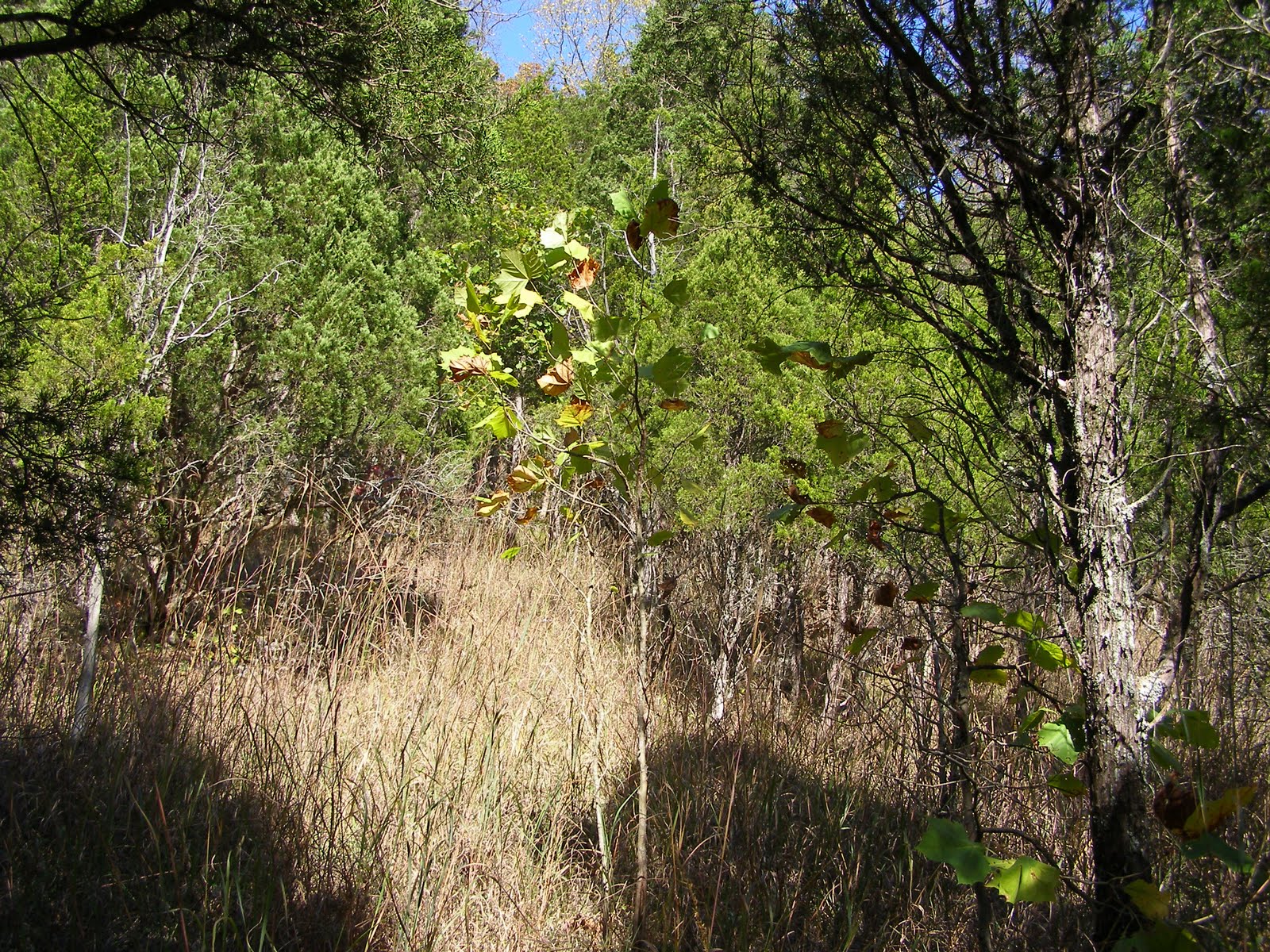 Blue Jay Barrens: Sycamore on the Prairie