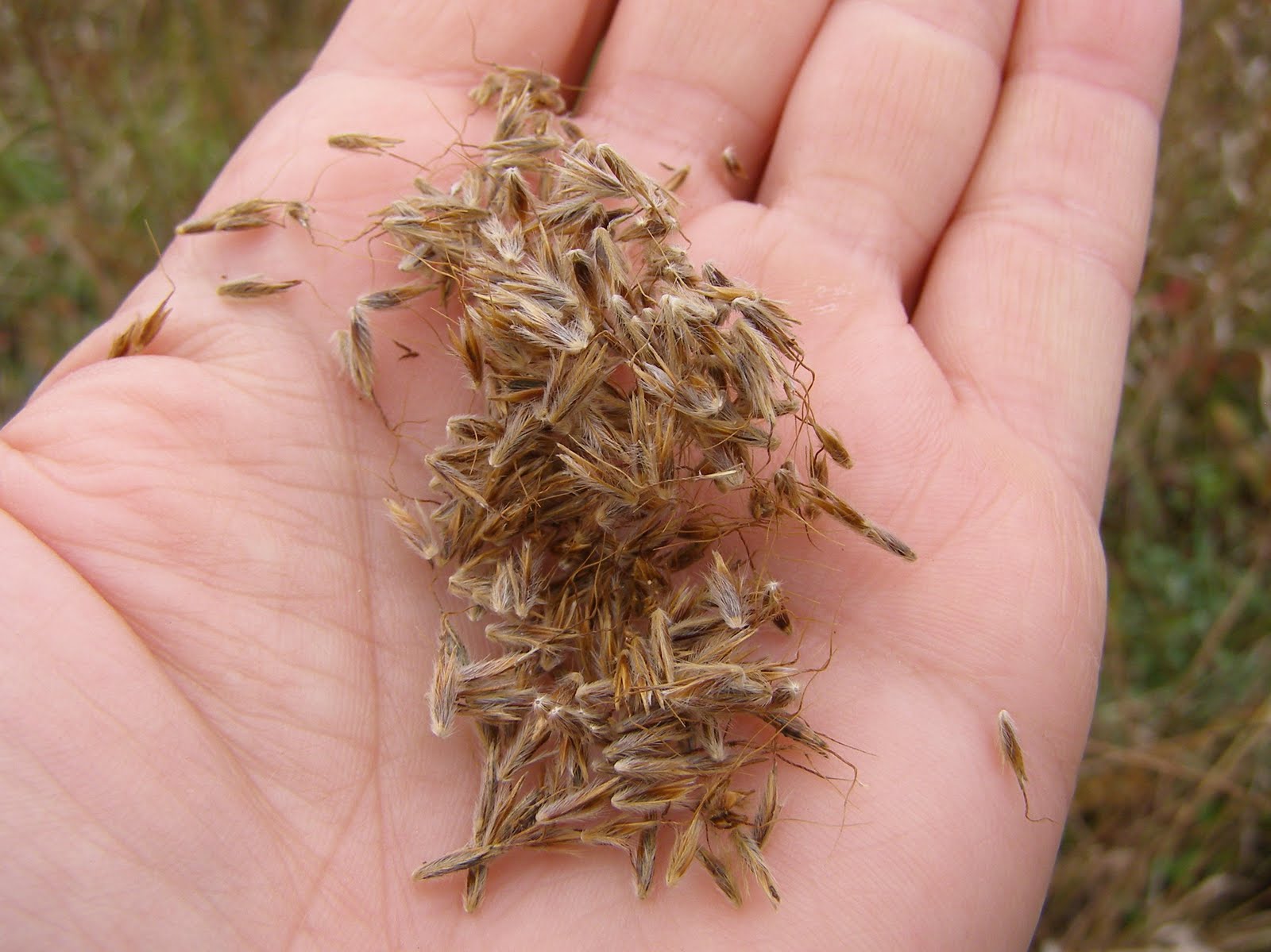 Blue Jay Barrens: Seeds