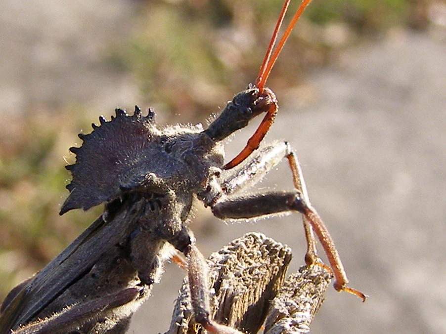 Blue Jay Barrens: Wheel Bug