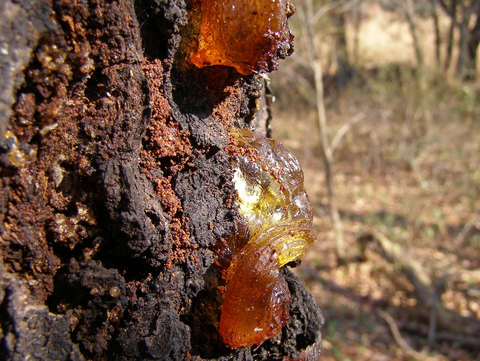 Blue Jay Barrens: Amber Tree