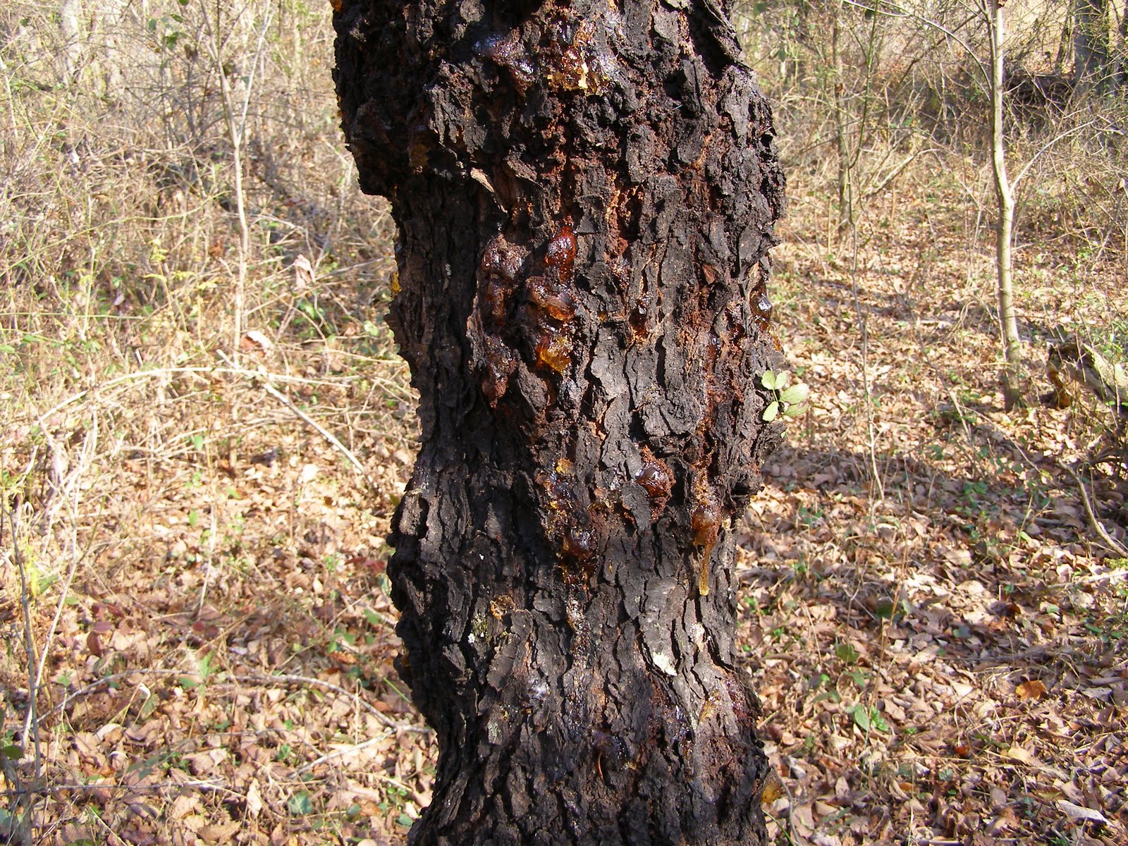Blue Jay Barrens: Amber Tree