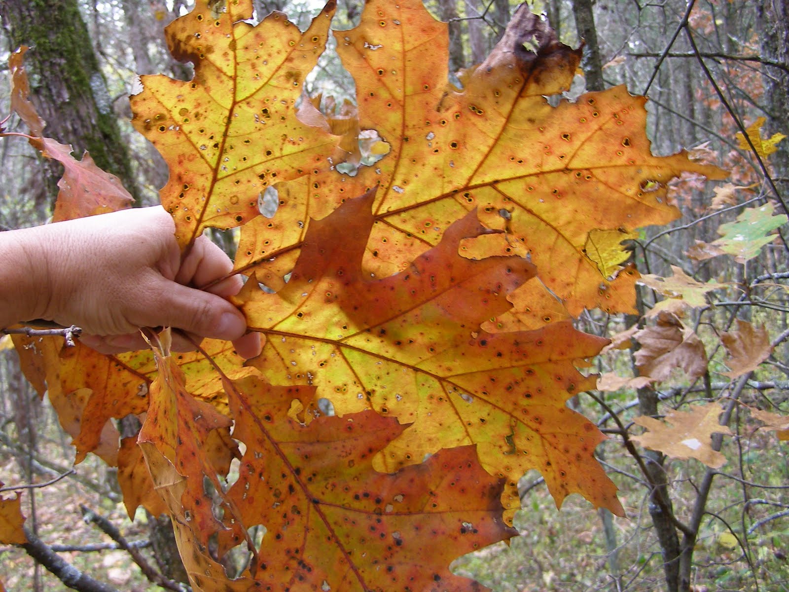 Blue Jay Barrens: Giant Oak Leaves