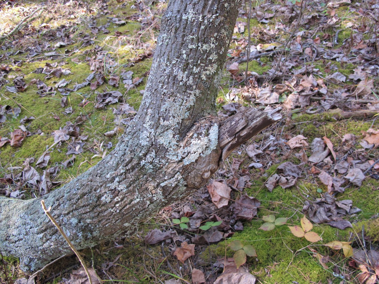 Blue Jay Barrens: Marker Tree