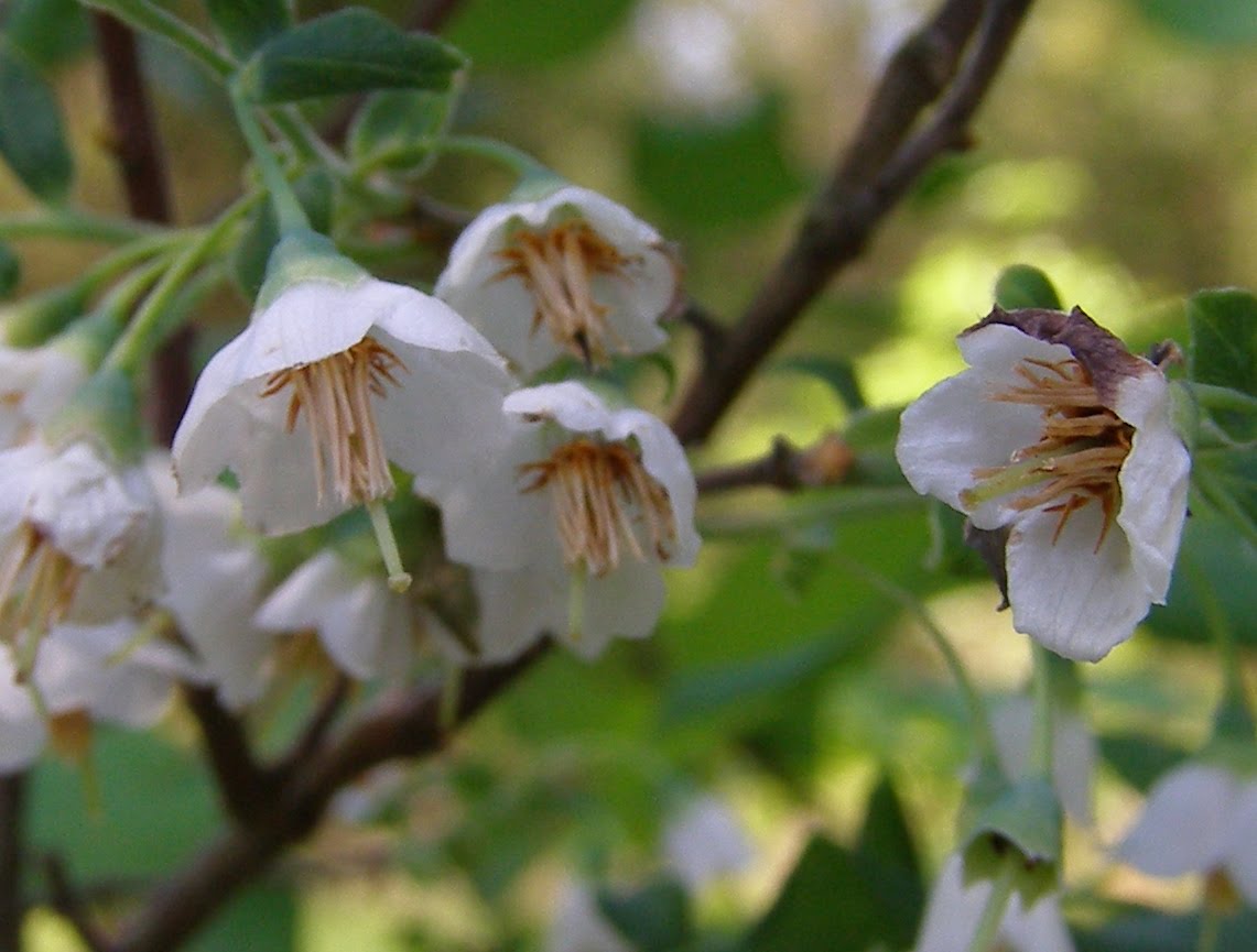 Ohio Flora: Deerberry – Vaccinium stamineum