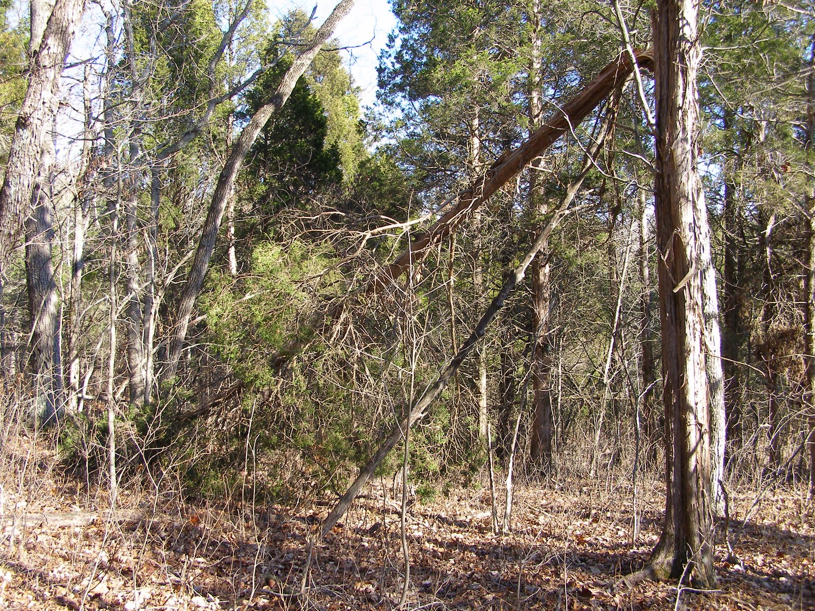 Blue Jay Barrens: Split Cedar in the Woods
