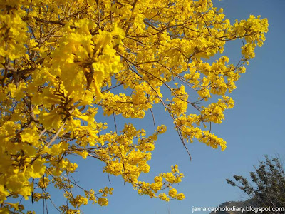 Jamaica Photo Diary: Poui Tree