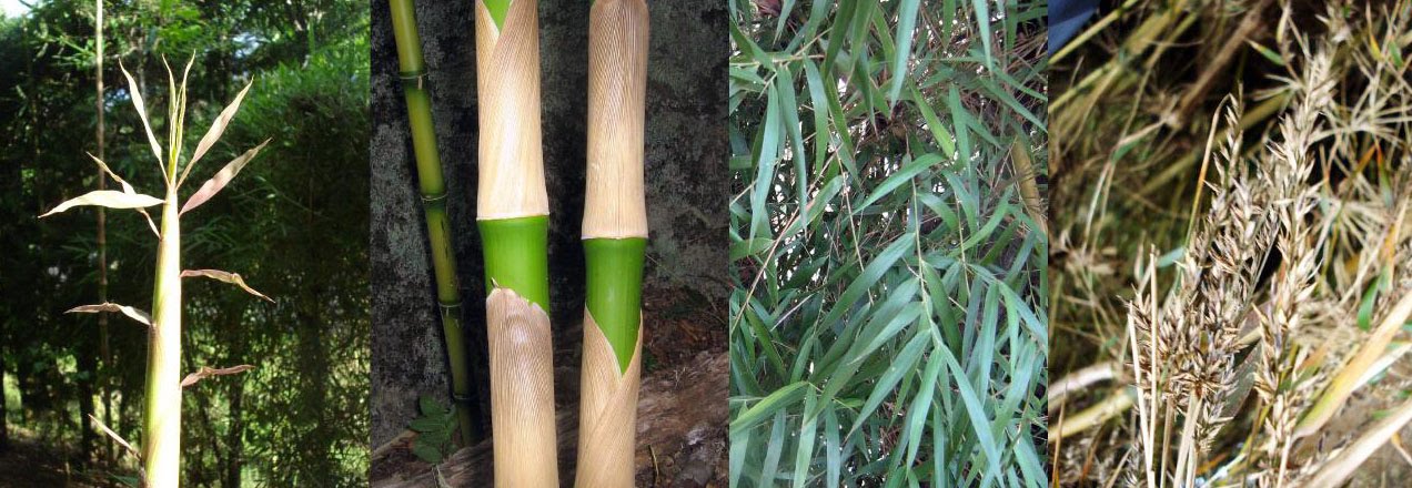 Apuntes botánicos: ARBUSTOS CHILENOS