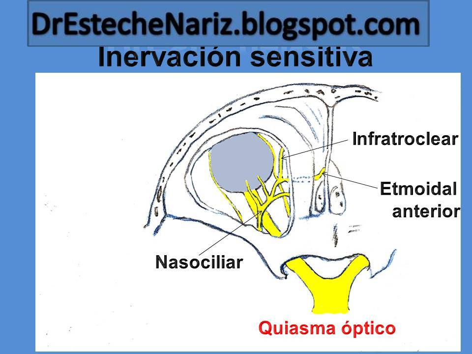 Dr Esteche | Rinoplastia | Cirugía Plástica de Nariz: Rinoplastia ...