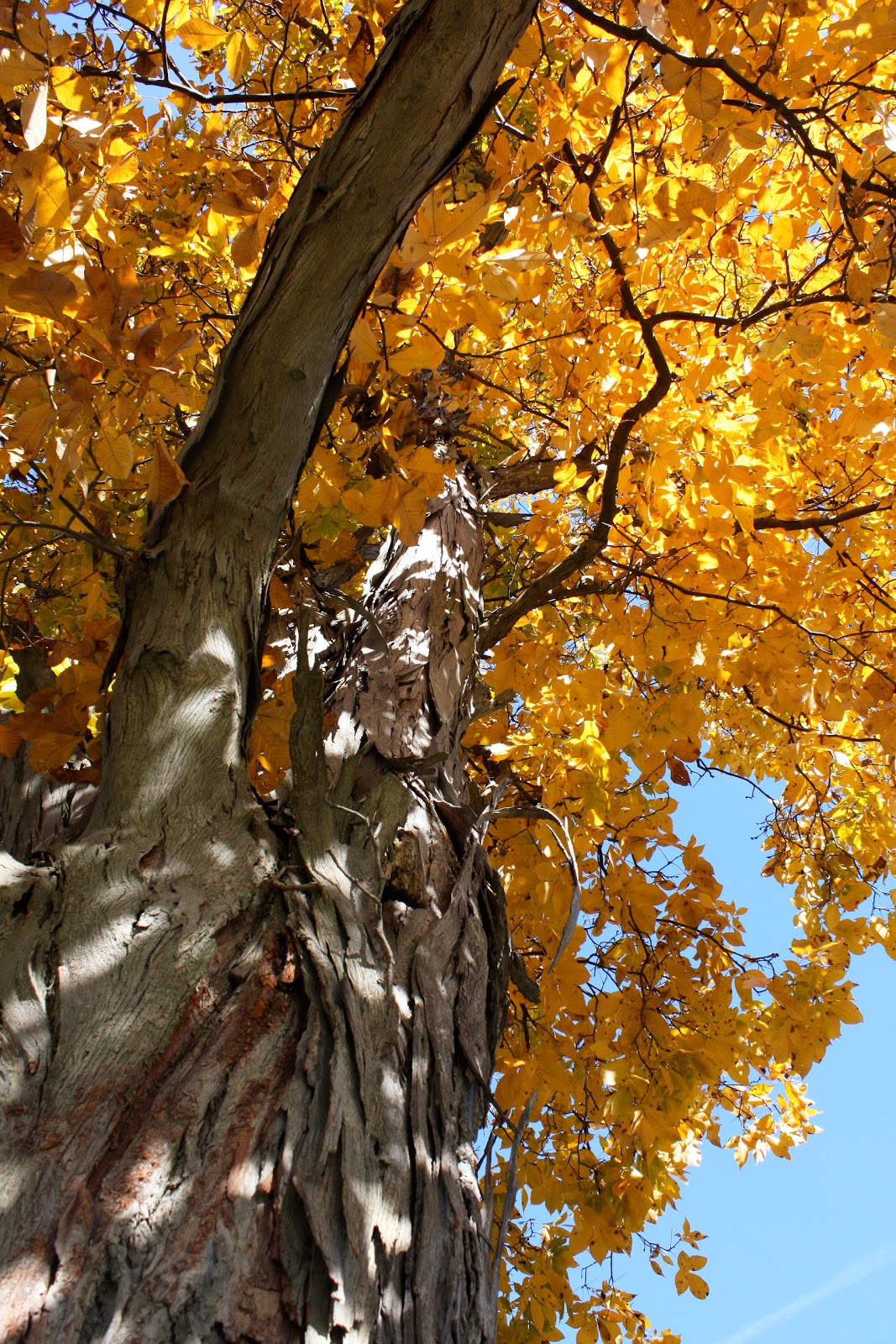 nancyridenourartist: Shagbark Hickory Tree