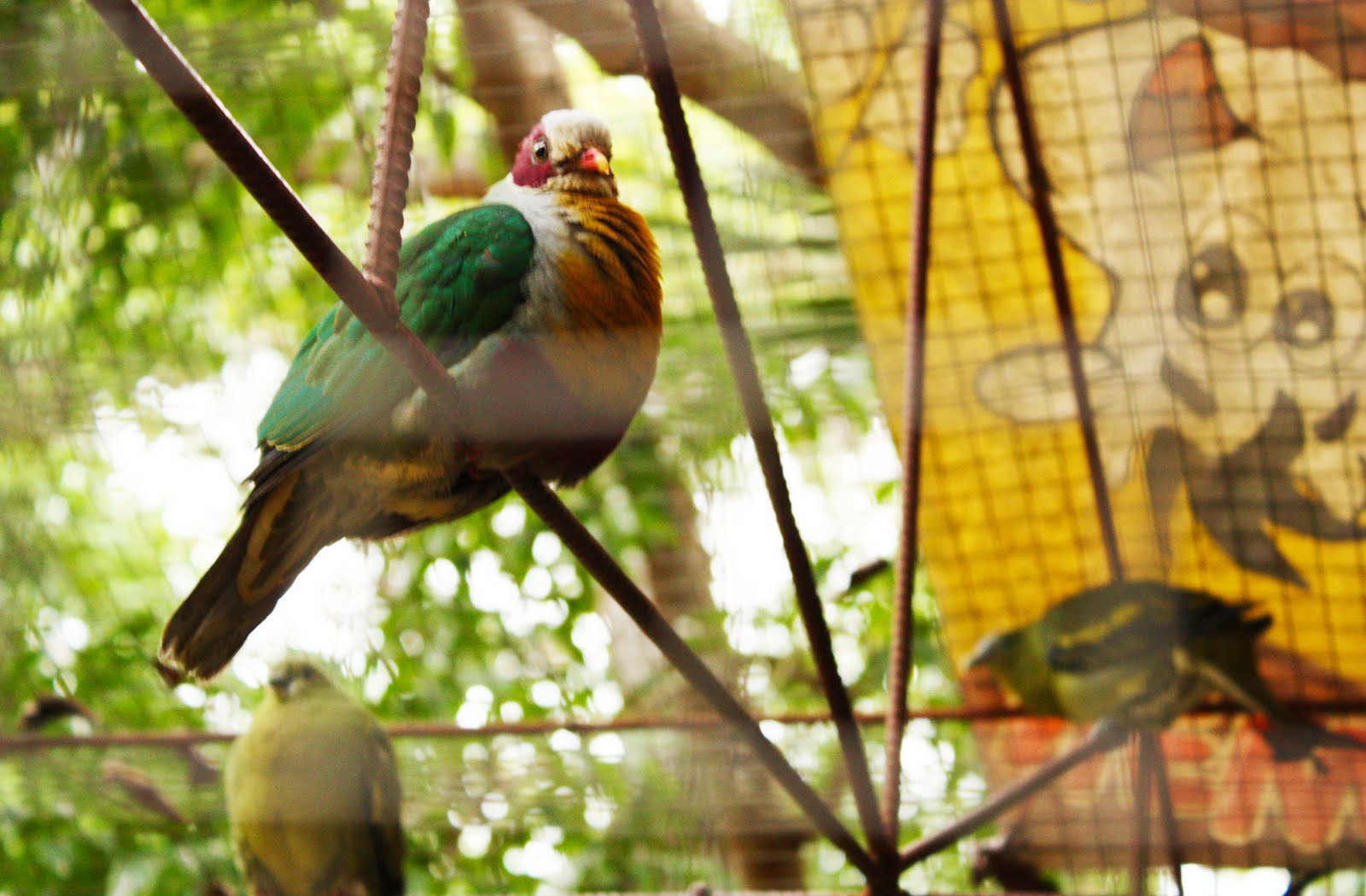 Adventurous Feet: Part7: Cebu-Bohol Trip (Day3) - Chocolate Hills ...