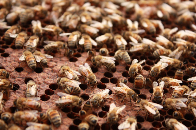 Adventurous Feet: Part10: Cebu-Bohol Trip (Day5) - Bohol Bee Farm