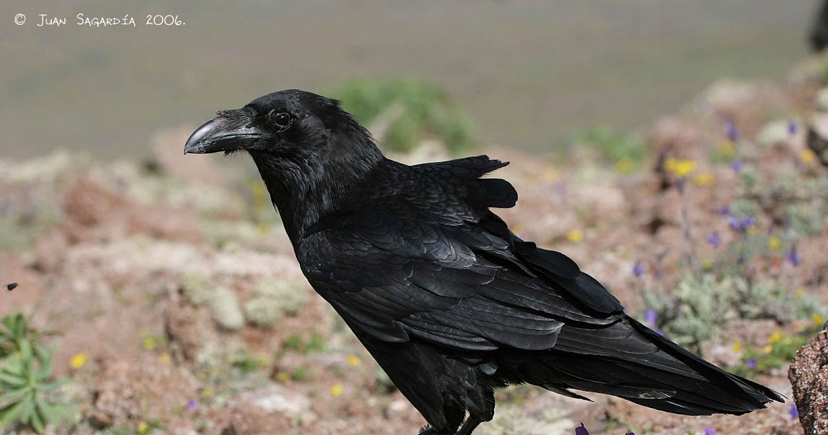 Birding Canarias: Se extinguen los últimos cuervos de Tenerife