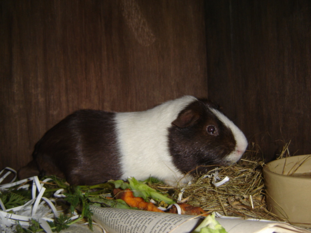 Choosing an Exotic Pet - Care of Exotic Pets: Cages for Guinea Pigs