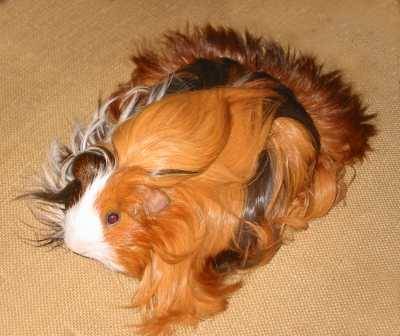 Choosing an Exotic Pet - Care of Exotic Pets: Introduction to Guinea ...