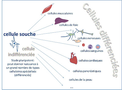 Une pincée de biologie: Les cellules souches : un espoir qui s’enracine
