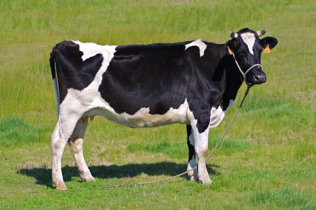 Imagen DE VACA - Imagui