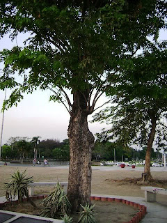 Nature's Healing Touch: Narra Tree and its Medicinal Benefits