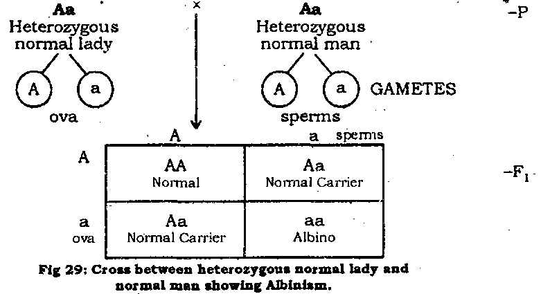 Science: Genetics-Punnett Square and Genotypes