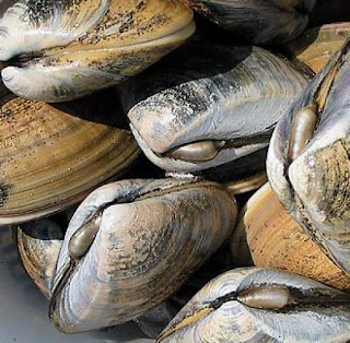 Urban Island: Clam digging at Pismo Beach