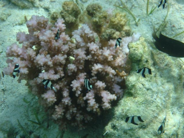 BEACHES AND CHURCHES: DIGYO ISLAND, ONE MORE TIME