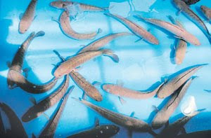 Angler's File: Khasiat Ikan Haruan