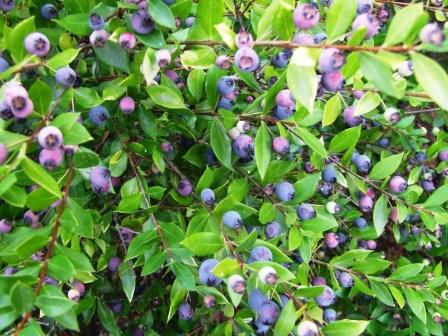 ERVAS QUE CURAM: Murta (Myrtus L.)