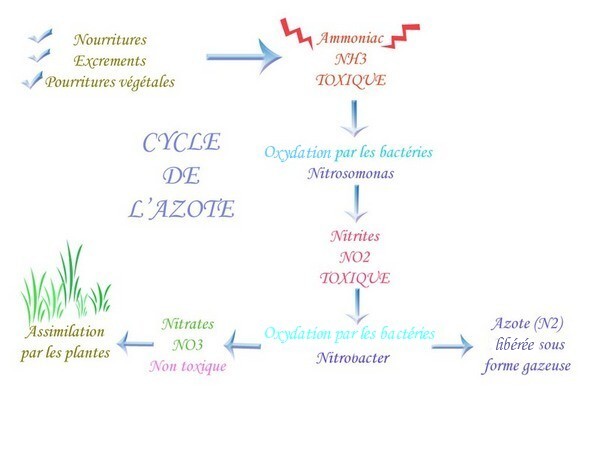 microbiologie: cycle de l'azote