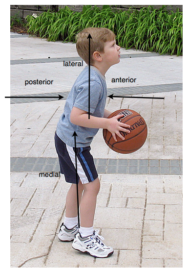 Bailee's Anatomy Blog: Medical Terms September 13 (Anterior and Posterior)