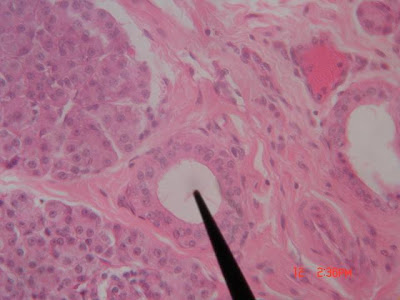 HISTOLOGIA