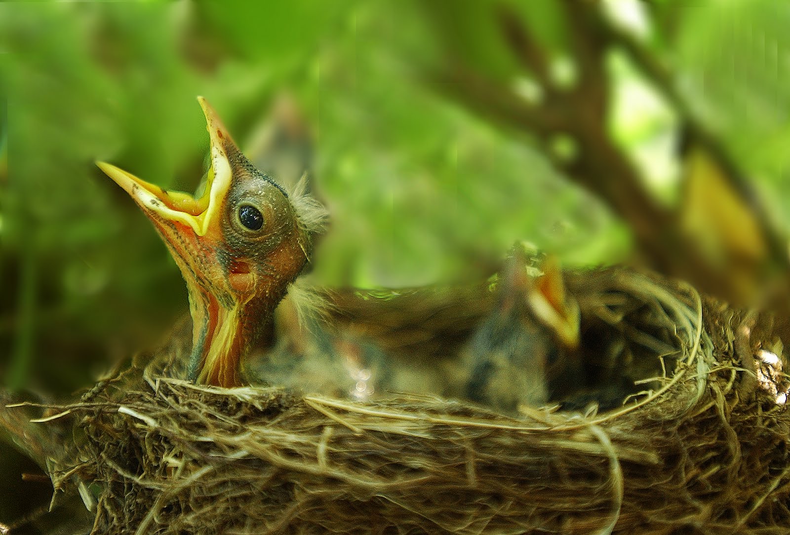The Middletown Press Blogs: The Photo Club: Baby Robins...4 Days Old!