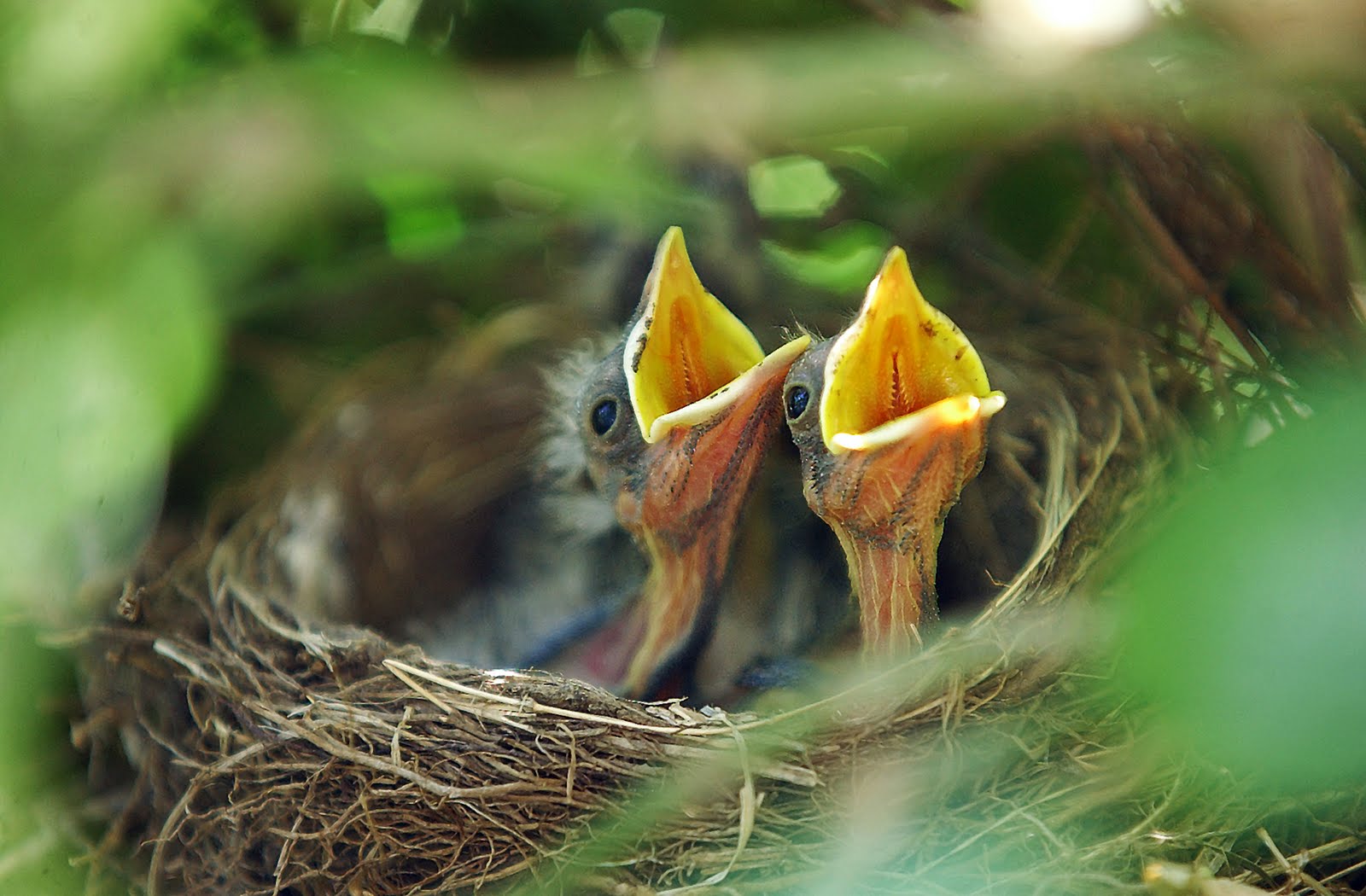 The Middletown Press Blogs: The Photo Club: Baby Robins...4 Days Old!
