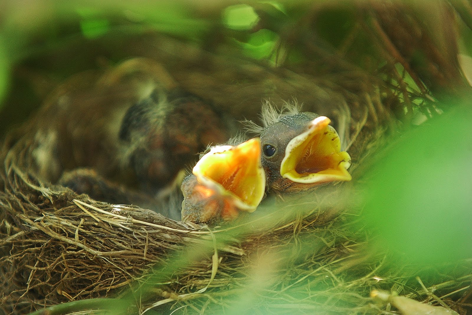 The Middletown Press Blogs: The Photo Club: Baby Robins...4 Days Old!