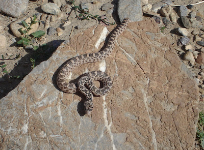 Snakes: The Snake Called "Hiss"