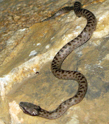 Snakes: Night Snake & Other Herps