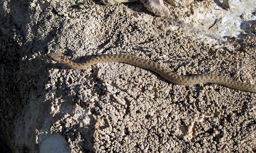 Snakes: Nightsnake neighborhood