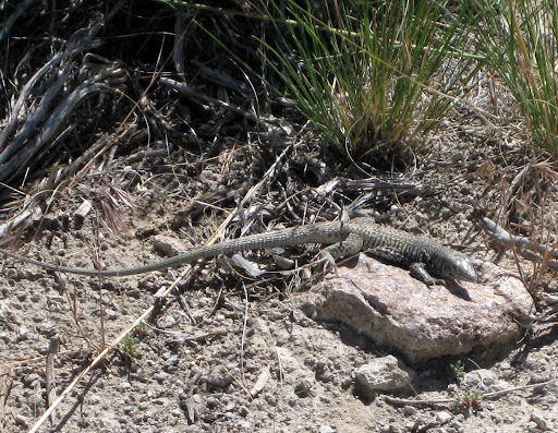 Snakes: Whip snake, whiptails, scorpions, and others