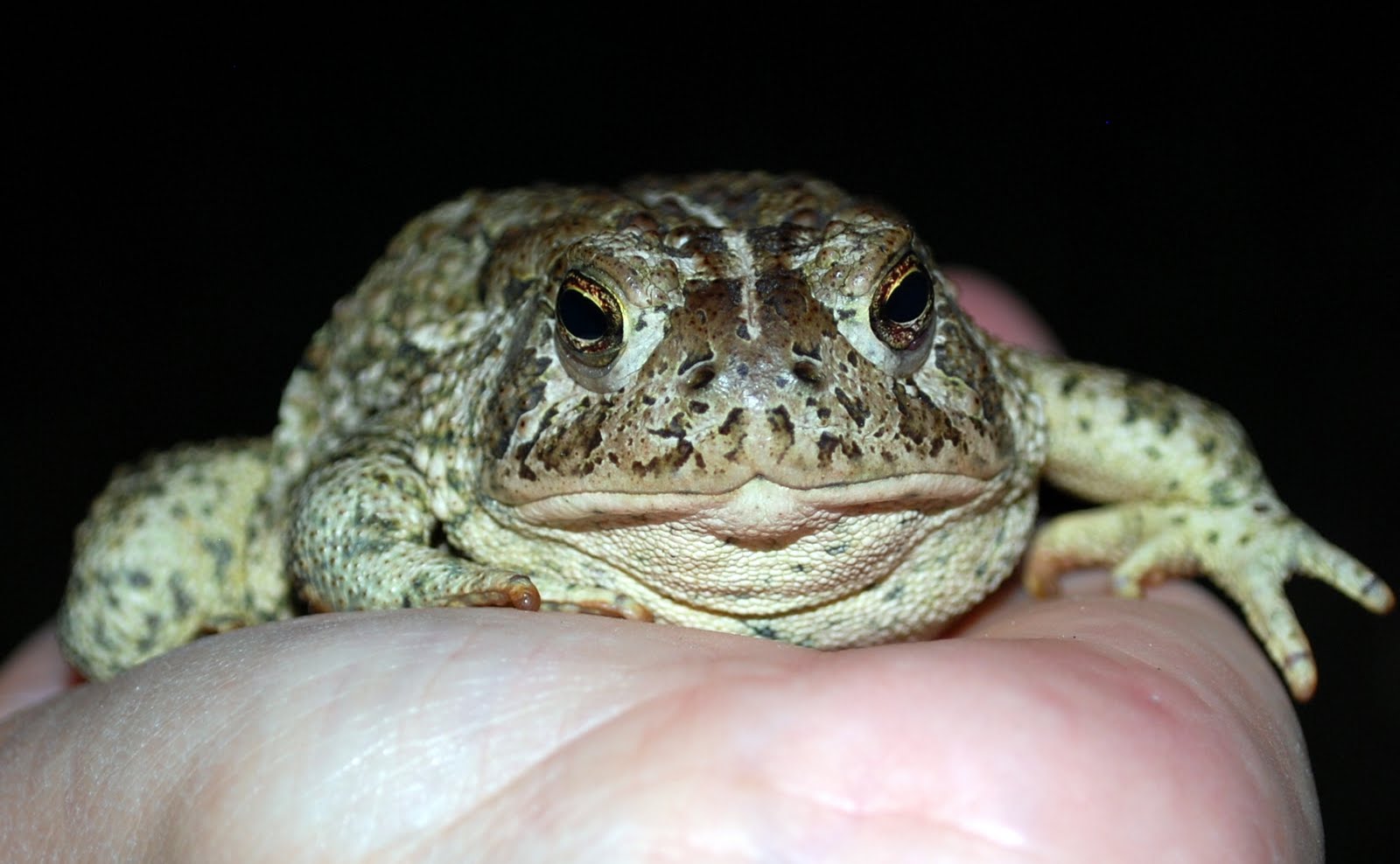 Snakes: Western Toads