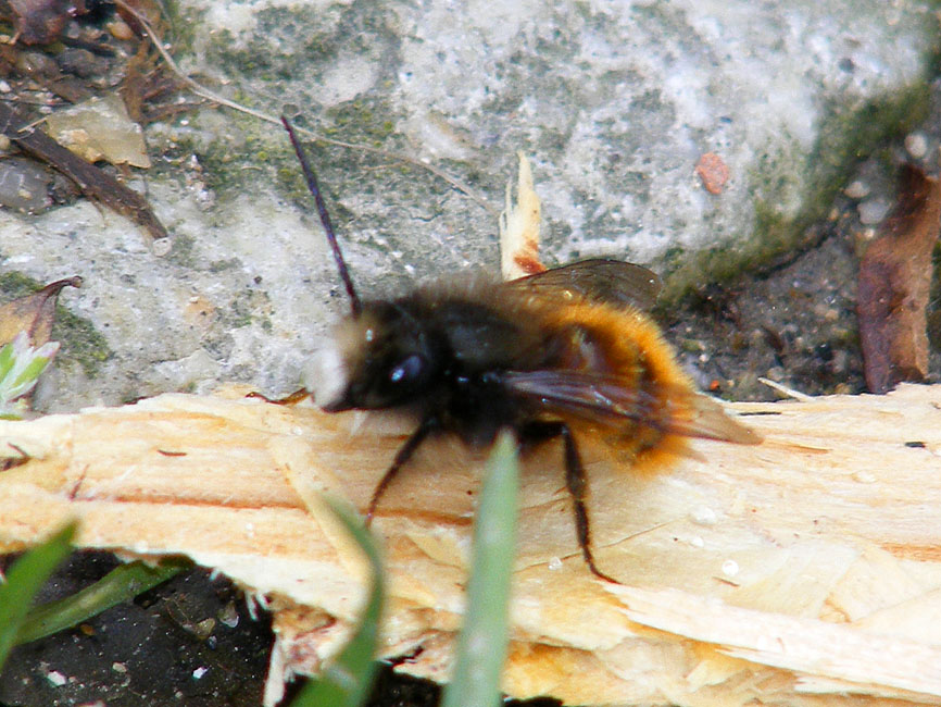 Days on the Claise: European Orchard Bees