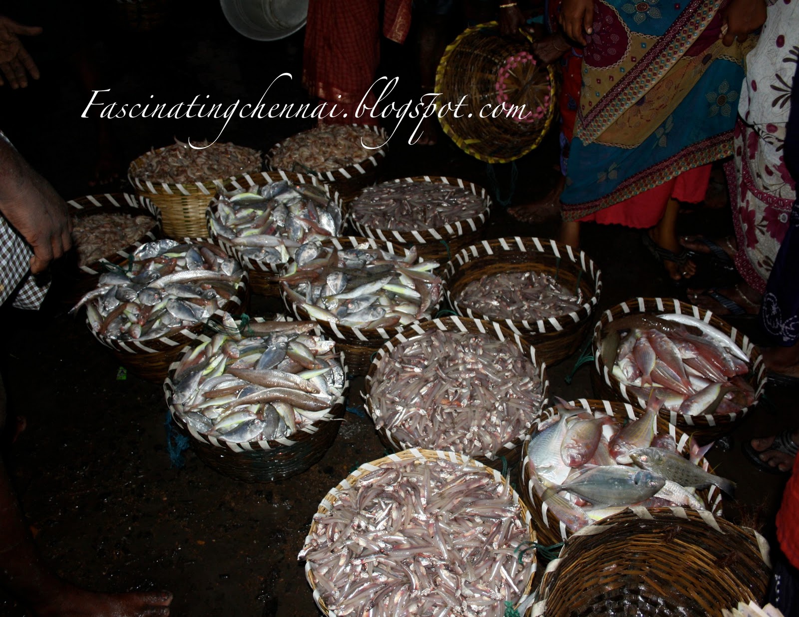 Fascinating Chennai: Royapuram Fishing Harbour
