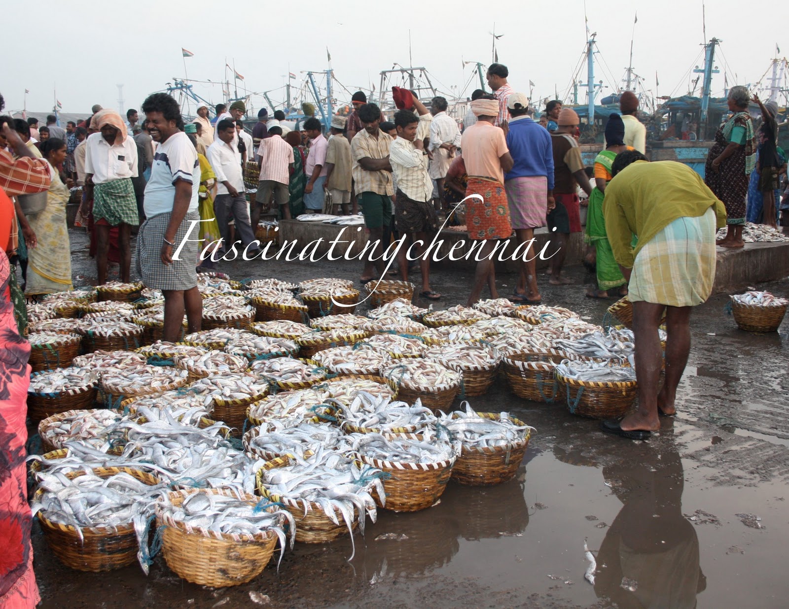 Fascinating Chennai: Royapuram Fishing Harbour